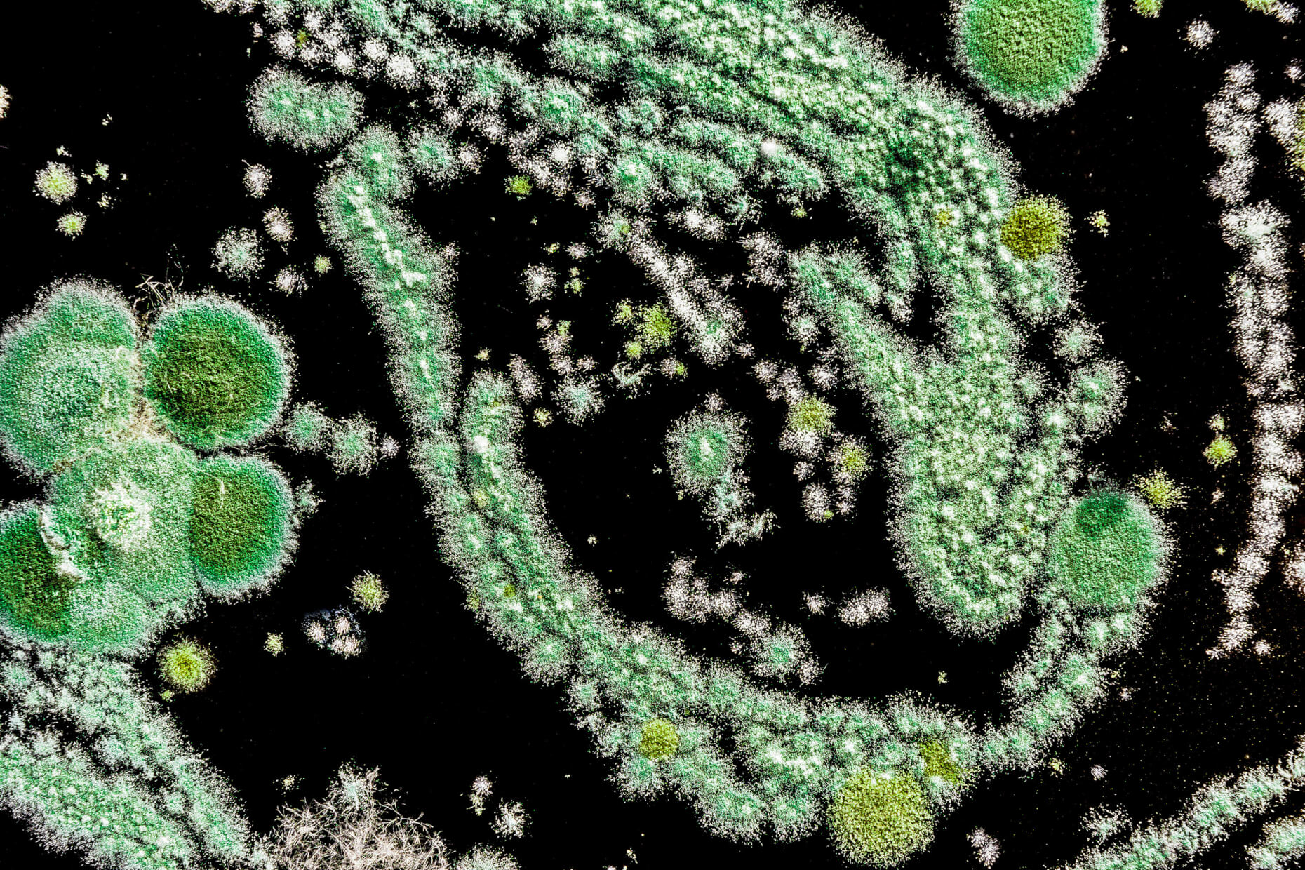 How mushroom mycelia are transforming industrial materials | Climate KIC